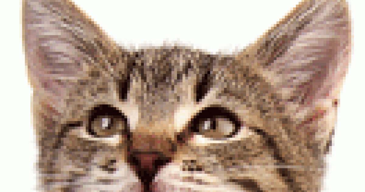 Persiapan Adopsi Kucing Baru | Kucingkita.com