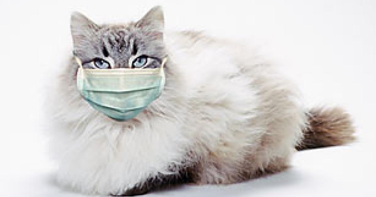 Feline Rhinotracheitis : Penyebab Flu pada kucing | Kucingkita.com