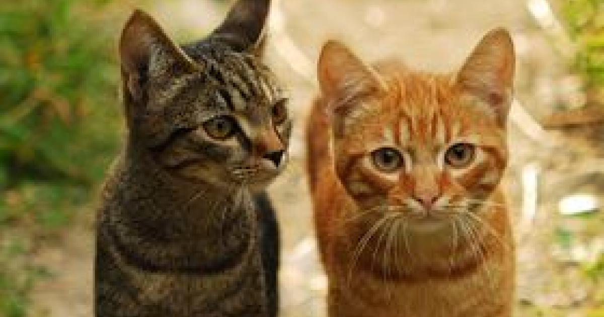 Warna & pola warna kucing : Tortie dan Torbie | Kucingkita.com
