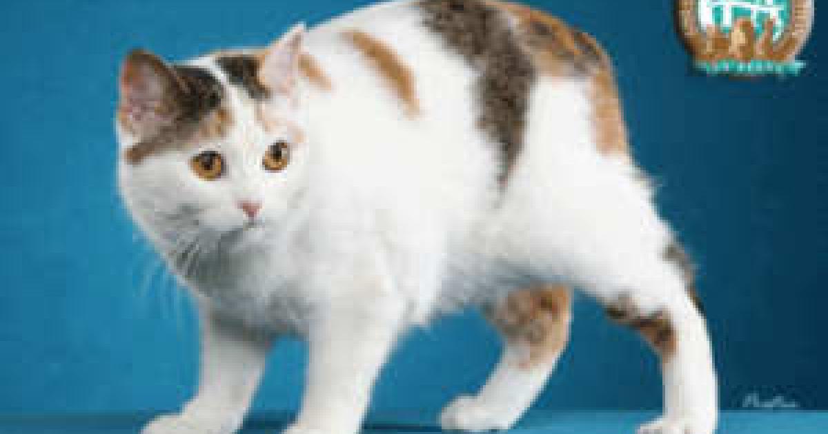 Manx | Kucingkita.com