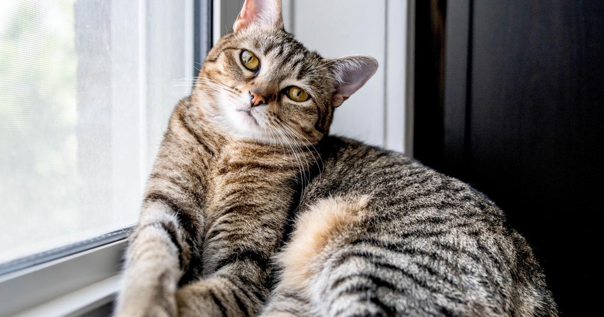 Warna & pola warna kucing: Tabby | Kucingkita.com